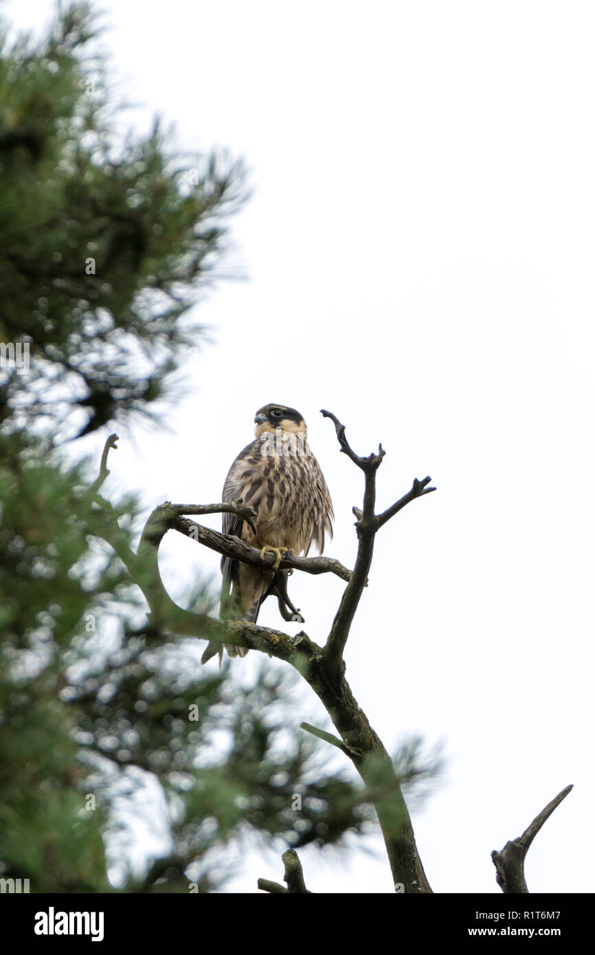 Northern Hobby (Falco subbuteo). Russia, Moscow Stock Photo - Alamy