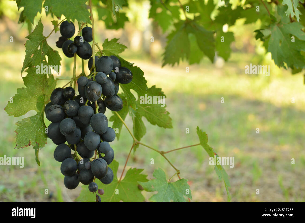 Juicy red grapes and lush green vine in shadow Stock Photo - Alamy