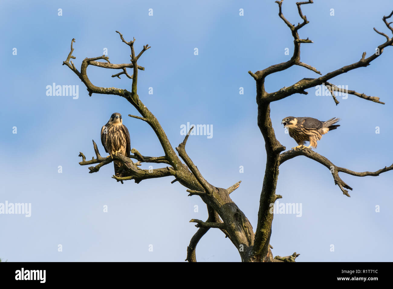 Northern Hobby (Falco subbuteo). Russia, Moscow Stock Photo - Alamy