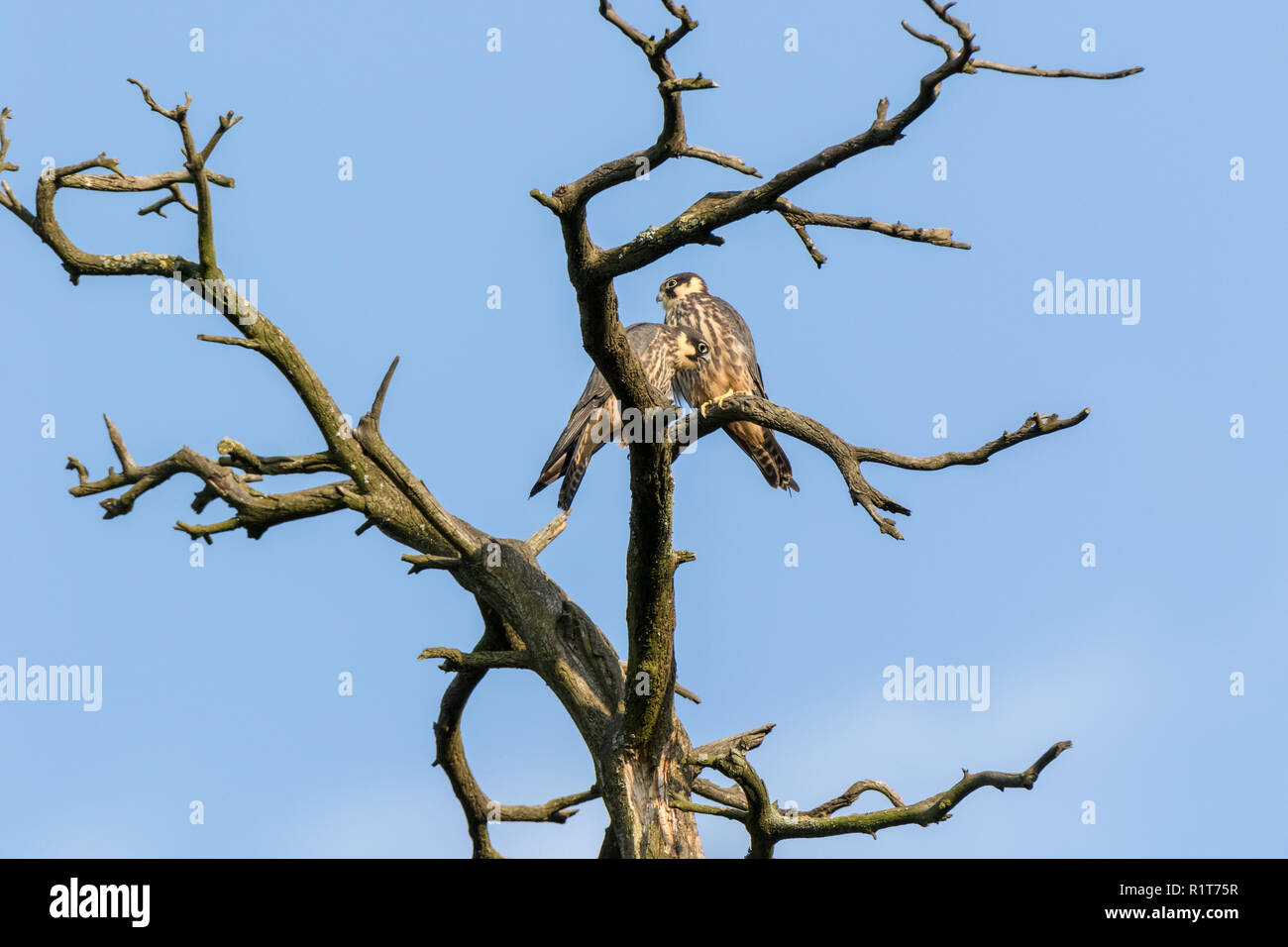Northern Hobby (Falco subbuteo). Russia, Moscow Stock Photo - Alamy