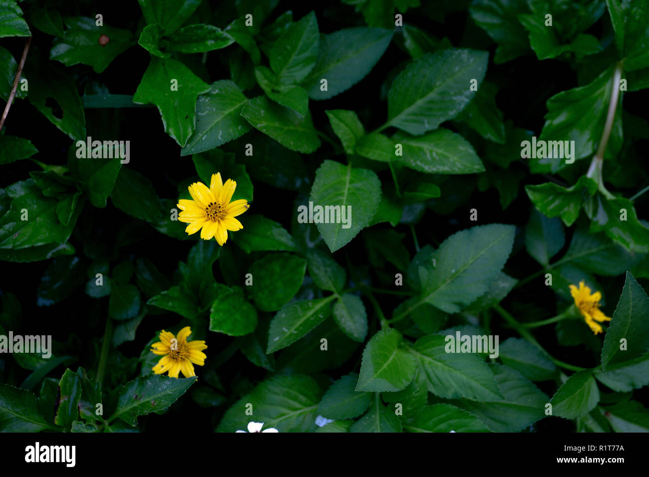 Natures bounty hi-res stock photography and images - Alamy