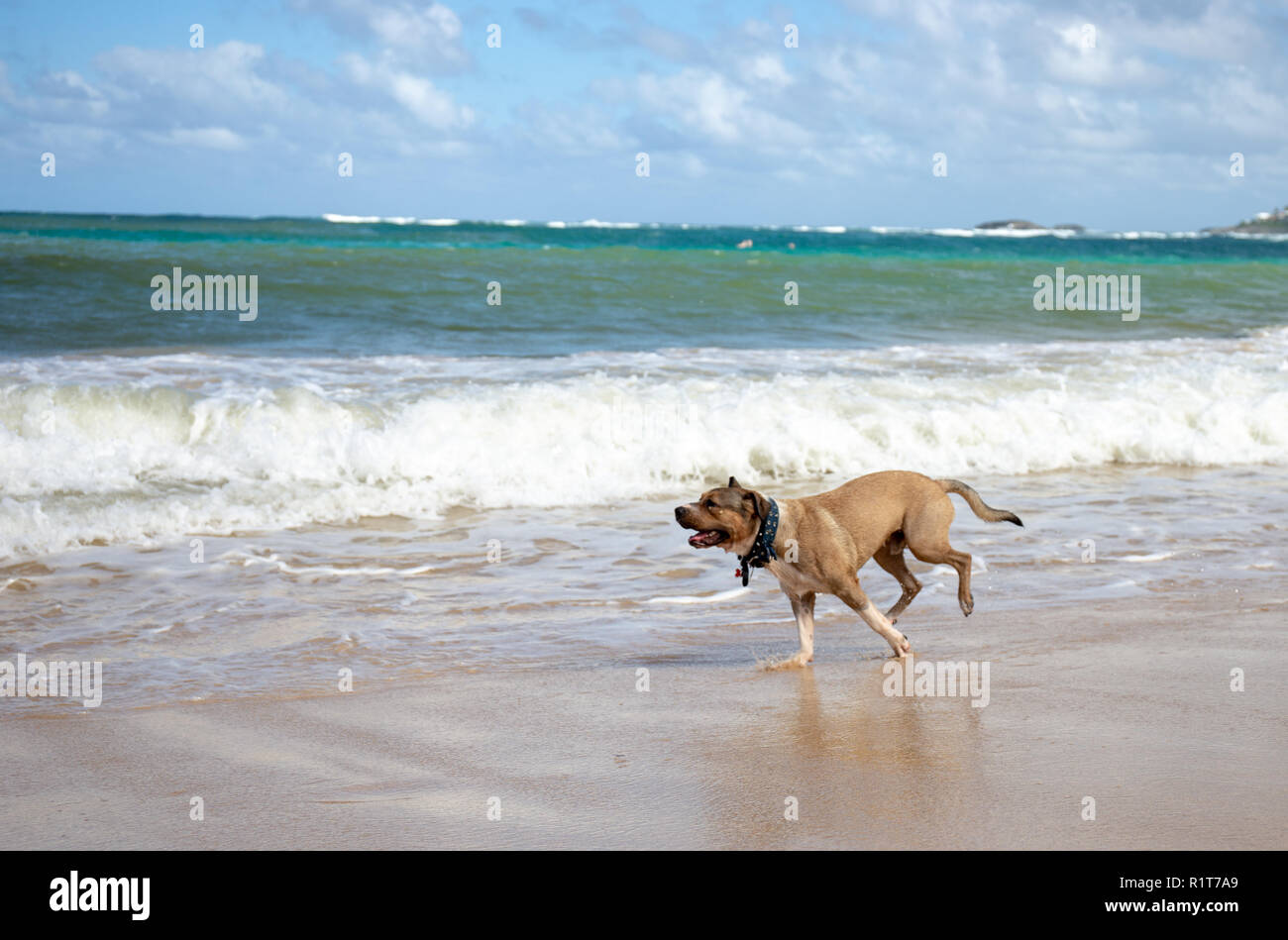 dog running on the beach Stock Photo - Alamy