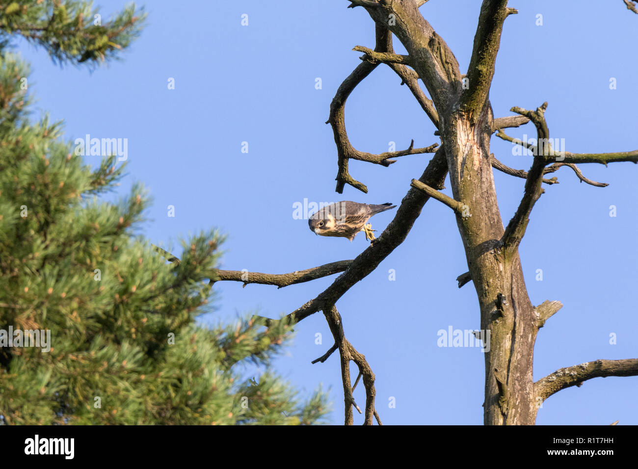 Northern Hobby (Falco subbuteo). Russia, Moscow Stock Photo - Alamy
