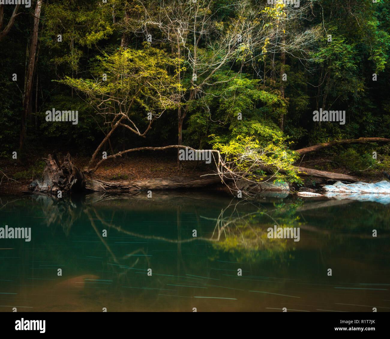 Beautiful natural environment of river in the jungle Stock Photo - Alamy