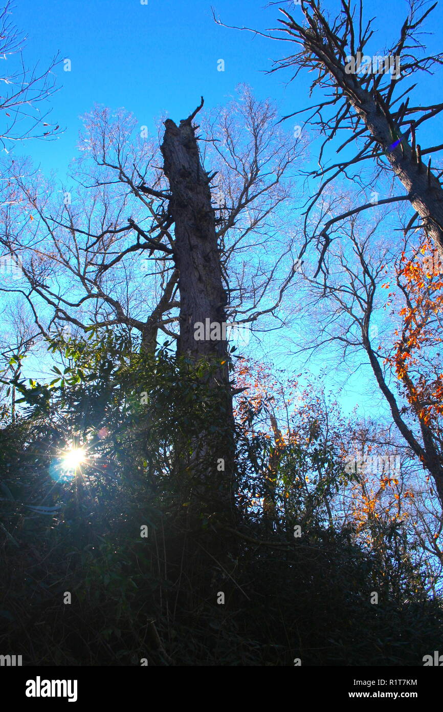 Dead Hemlock Tree Stock Photo - Alamy