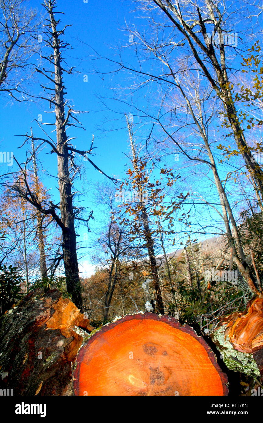 Dead Hemlock Tree with Cut Trees Stock Photo - Alamy