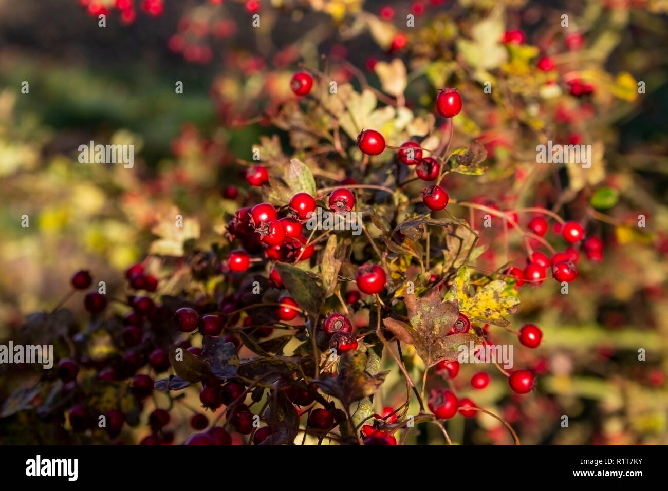 Winter autumn spring berries berry red bush tree birds hi-res stock ...