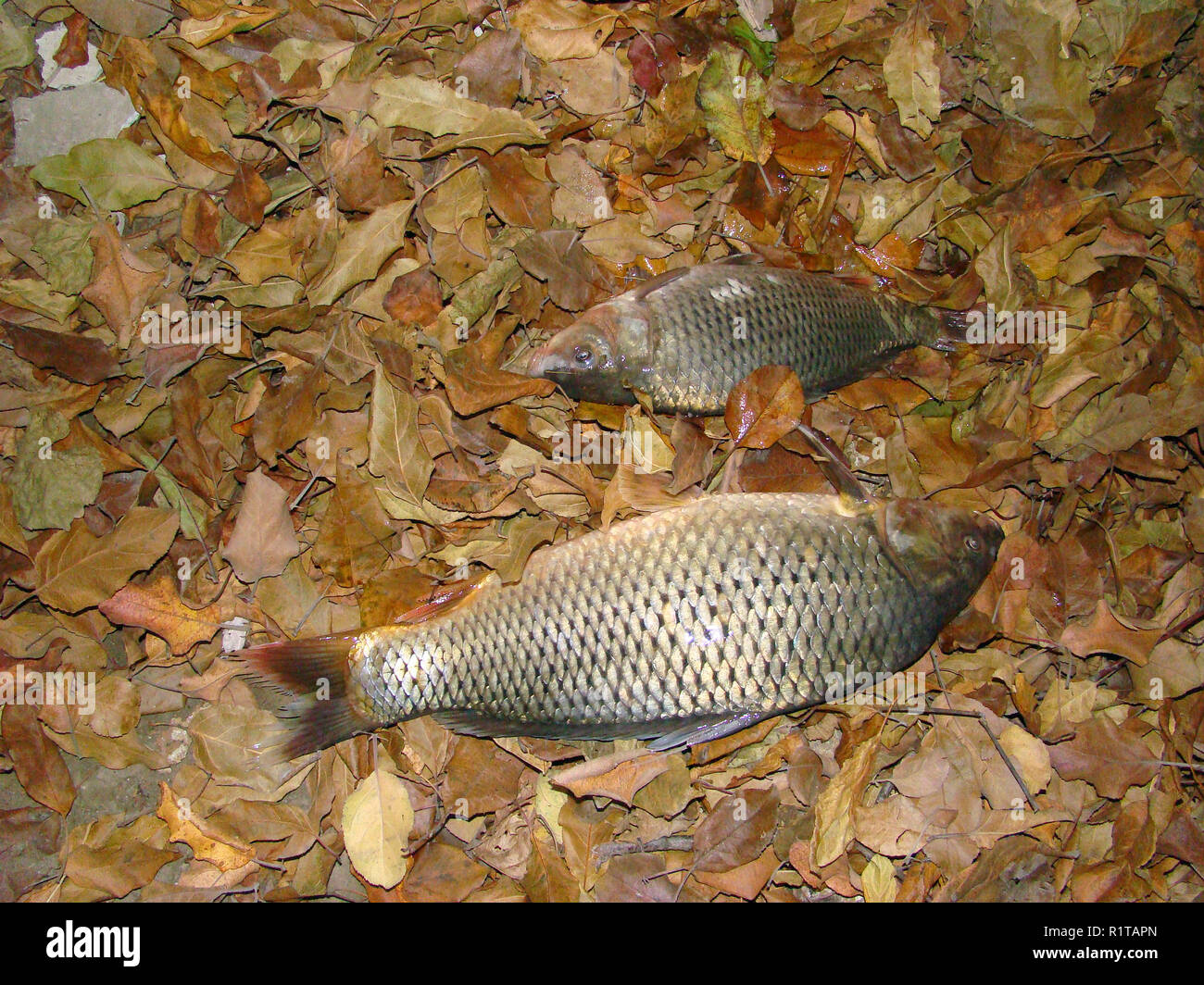 Freshwater fish in danube river hi-res stock photography and images - Alamy