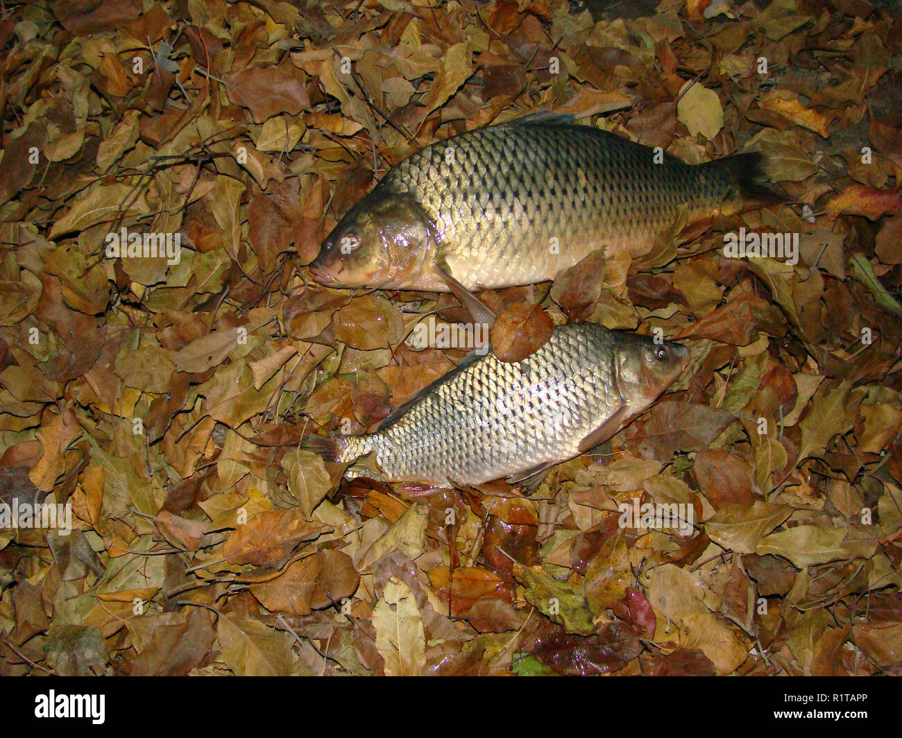 Freshwater fish in danube river hi-res stock photography and images - Alamy