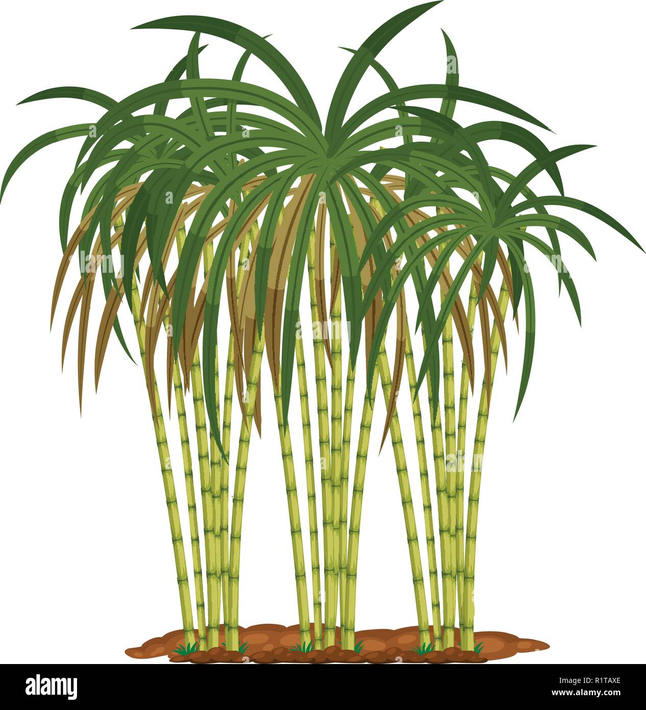 Sugar cane plant on white background illustration Stock Vector Image ...