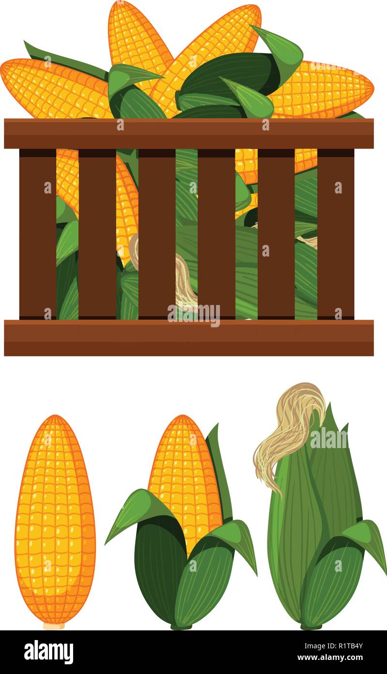 A crate of corn illustration Stock Vector Image & Art - Alamy