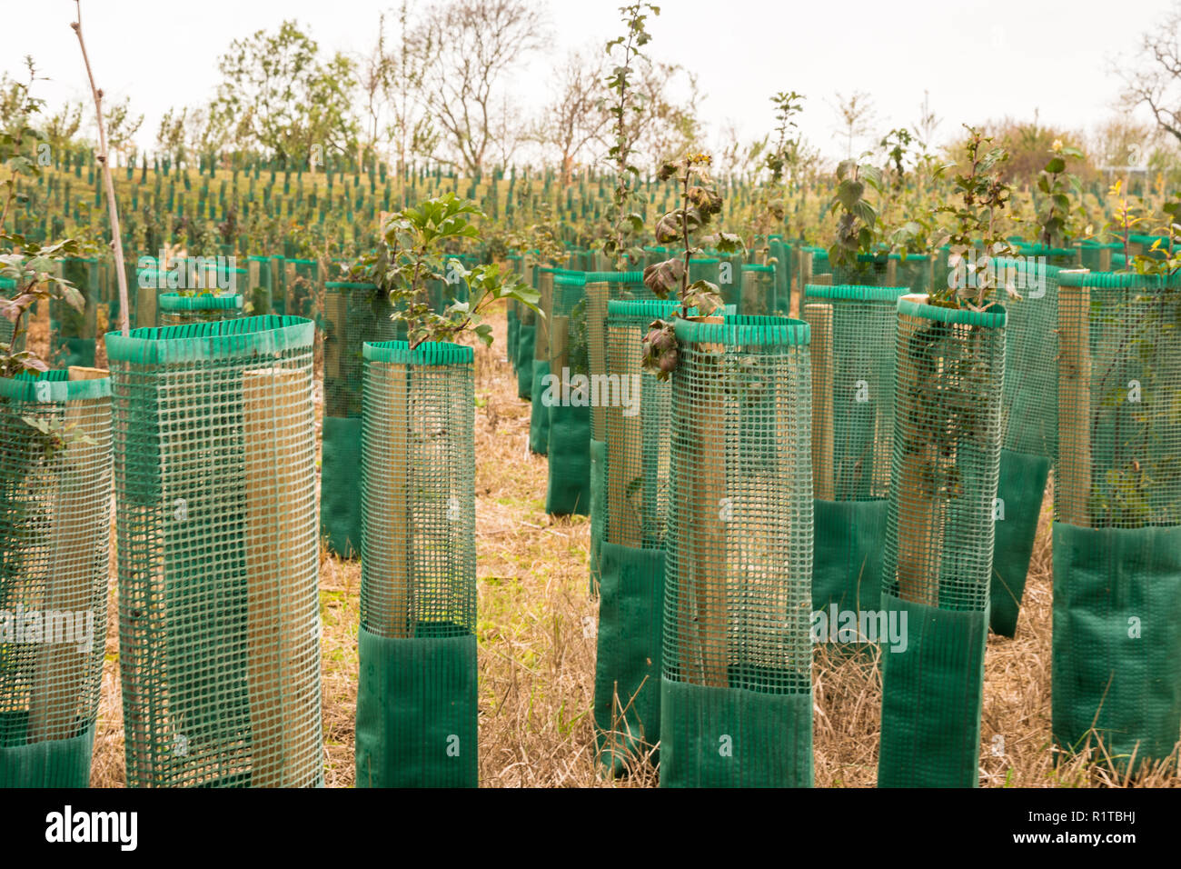 New trees planted rural hi-res stock photography and images - Alamy