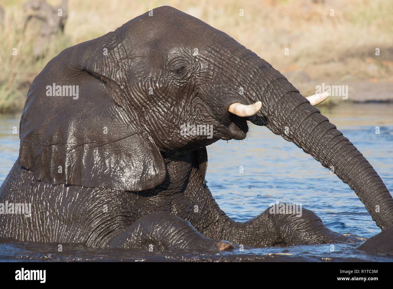 1 the elephant hi-res stock photography and images - Alamy