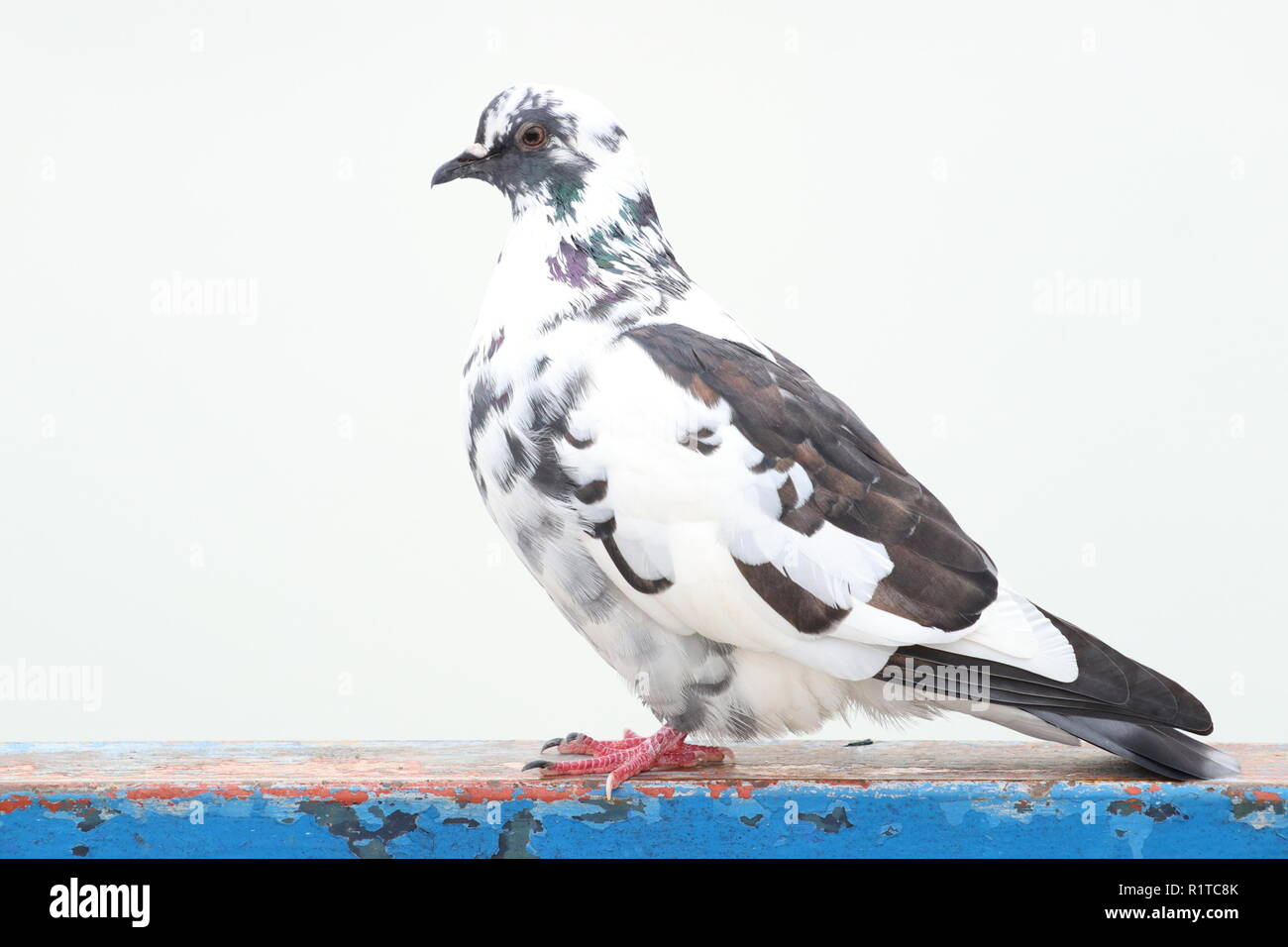 Colorful pigeon hi-res stock photography and images - Alamy