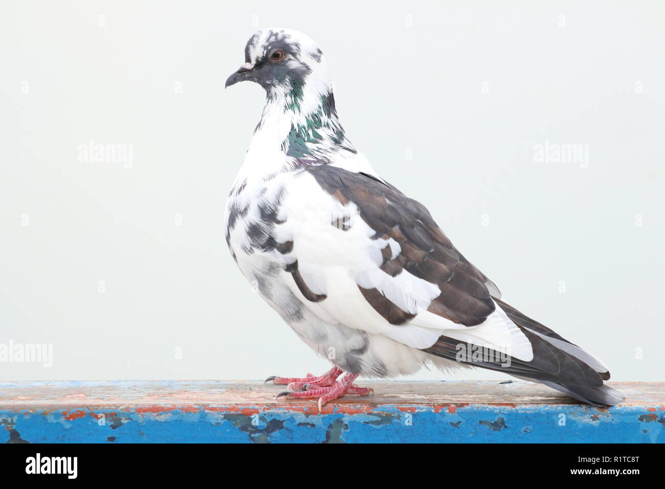 Colorful pigeon posing Stock Photo - Alamy
