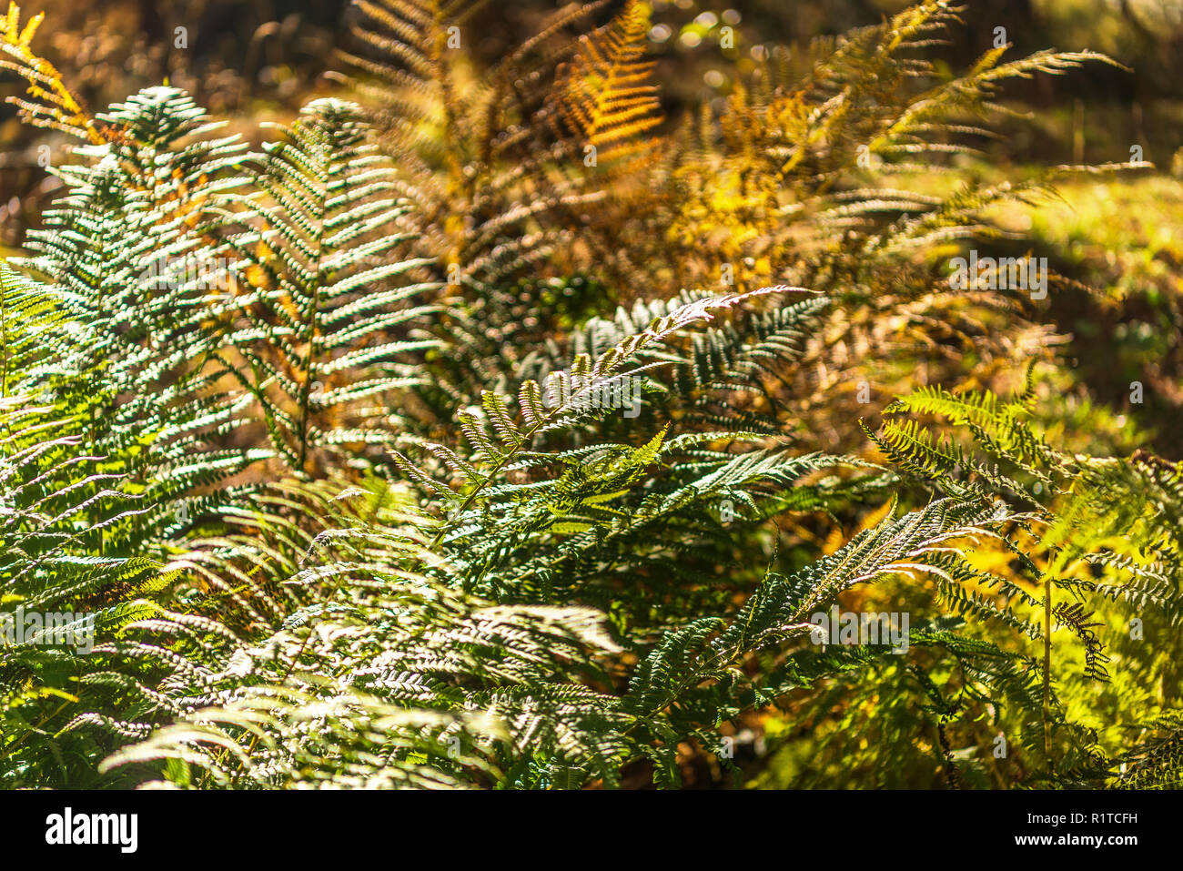 Alpe Veglia And Alpe Devero Natural Park High Resolution Stock ...