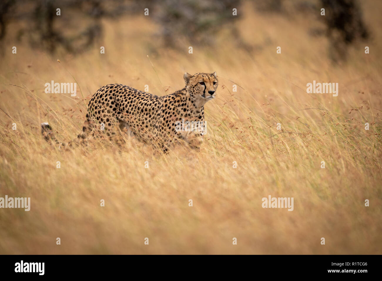 Cheetah walking on long hi-res stock photography and images - Alamy