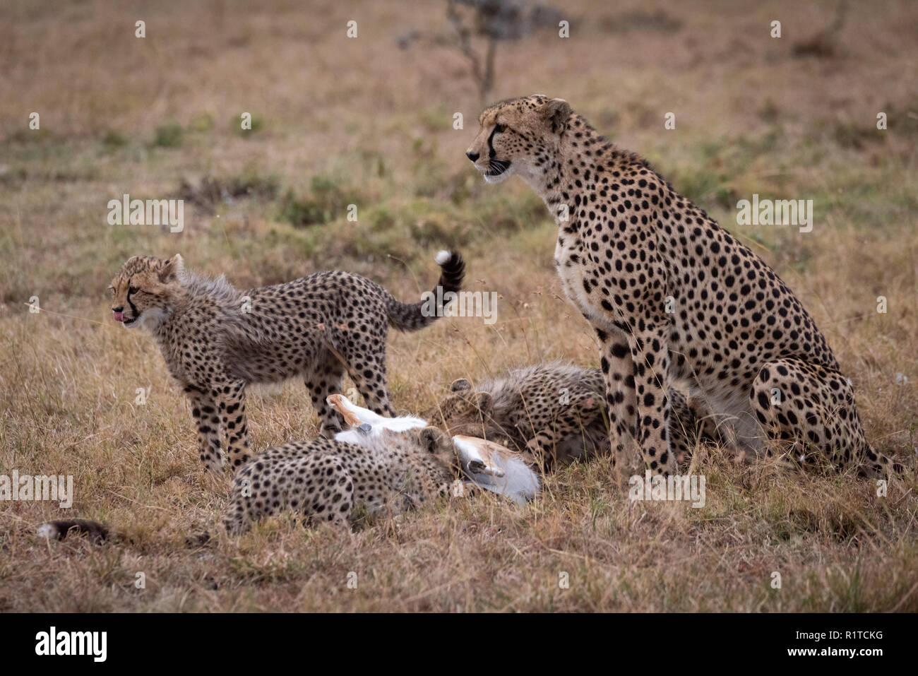 Cheetah watches as cubs eat Thomson gazelle Stock Photo - Alamy