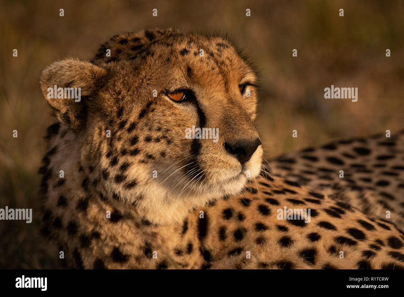 Cheetah in golden light hi-res stock photography and images - Alamy
