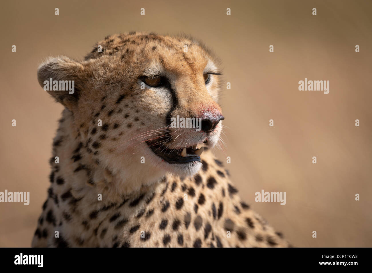 Cheetah face hi-res stock photography and images - Alamy