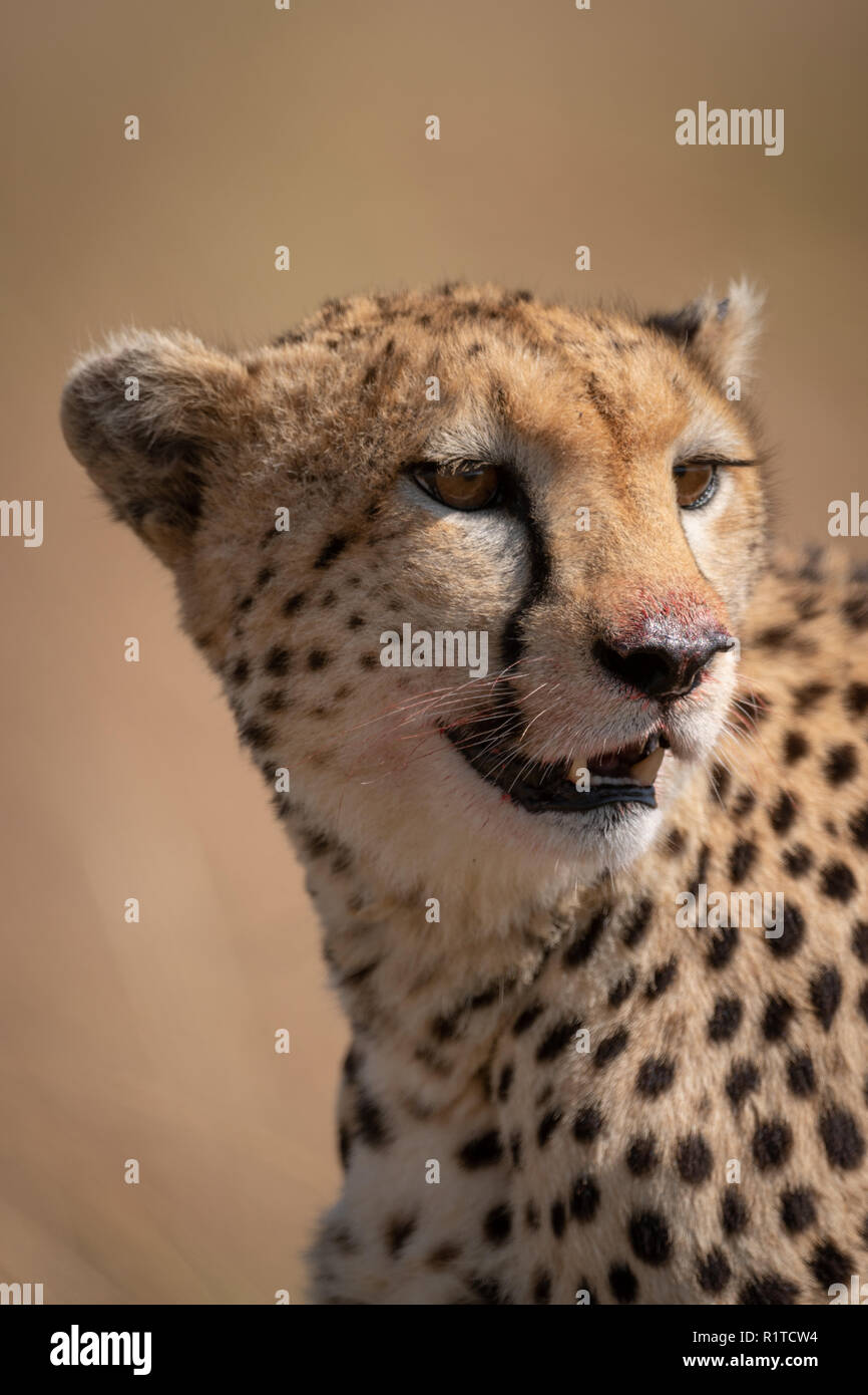 Close-up of cheetah face stained with blood Stock Photo - Alamy