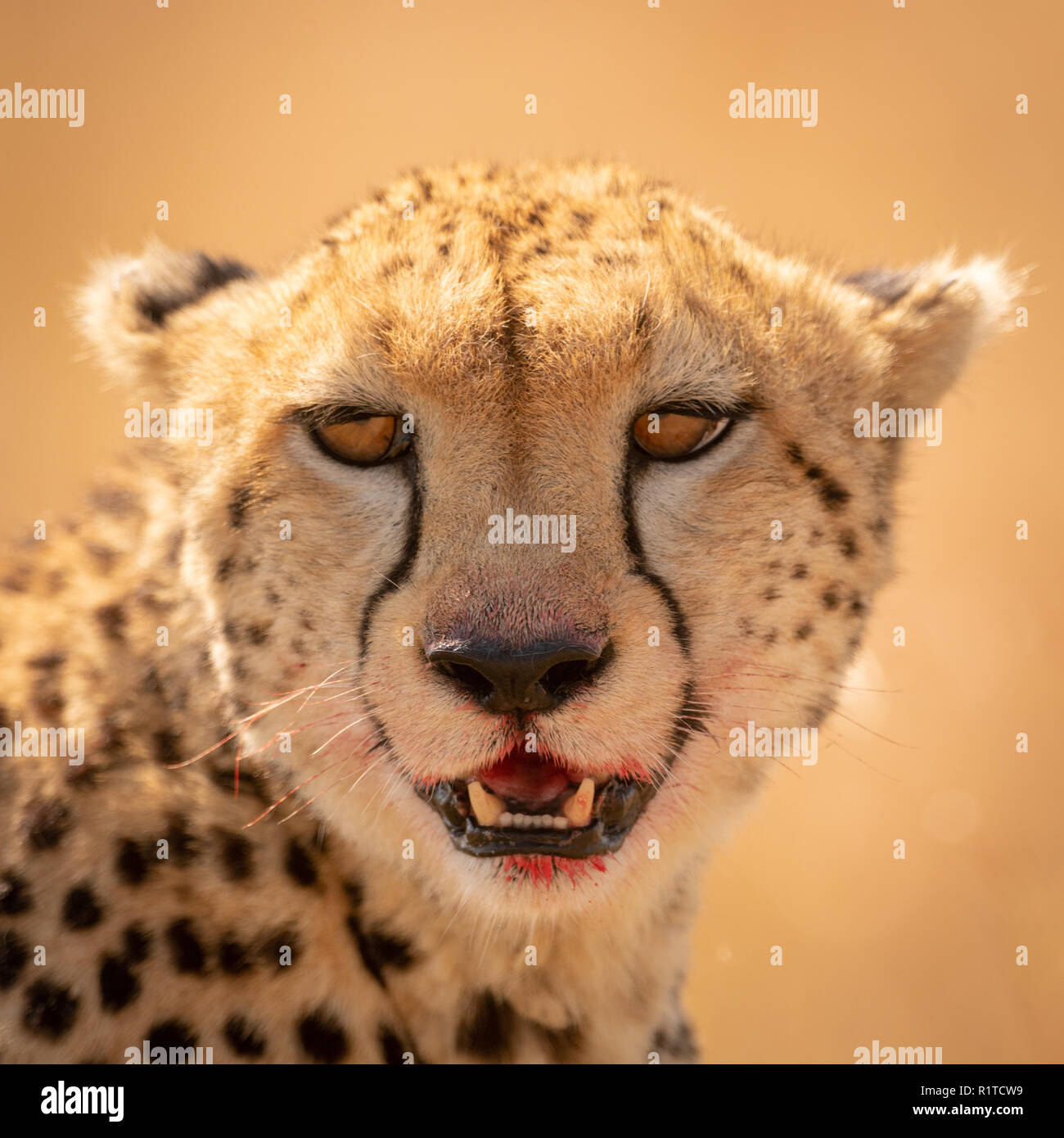 Cheetah face hi-res stock photography and images - Alamy