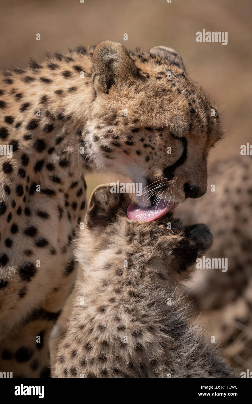 Close-up of cheetah grooming cub beside another Stock Photo - Alamy