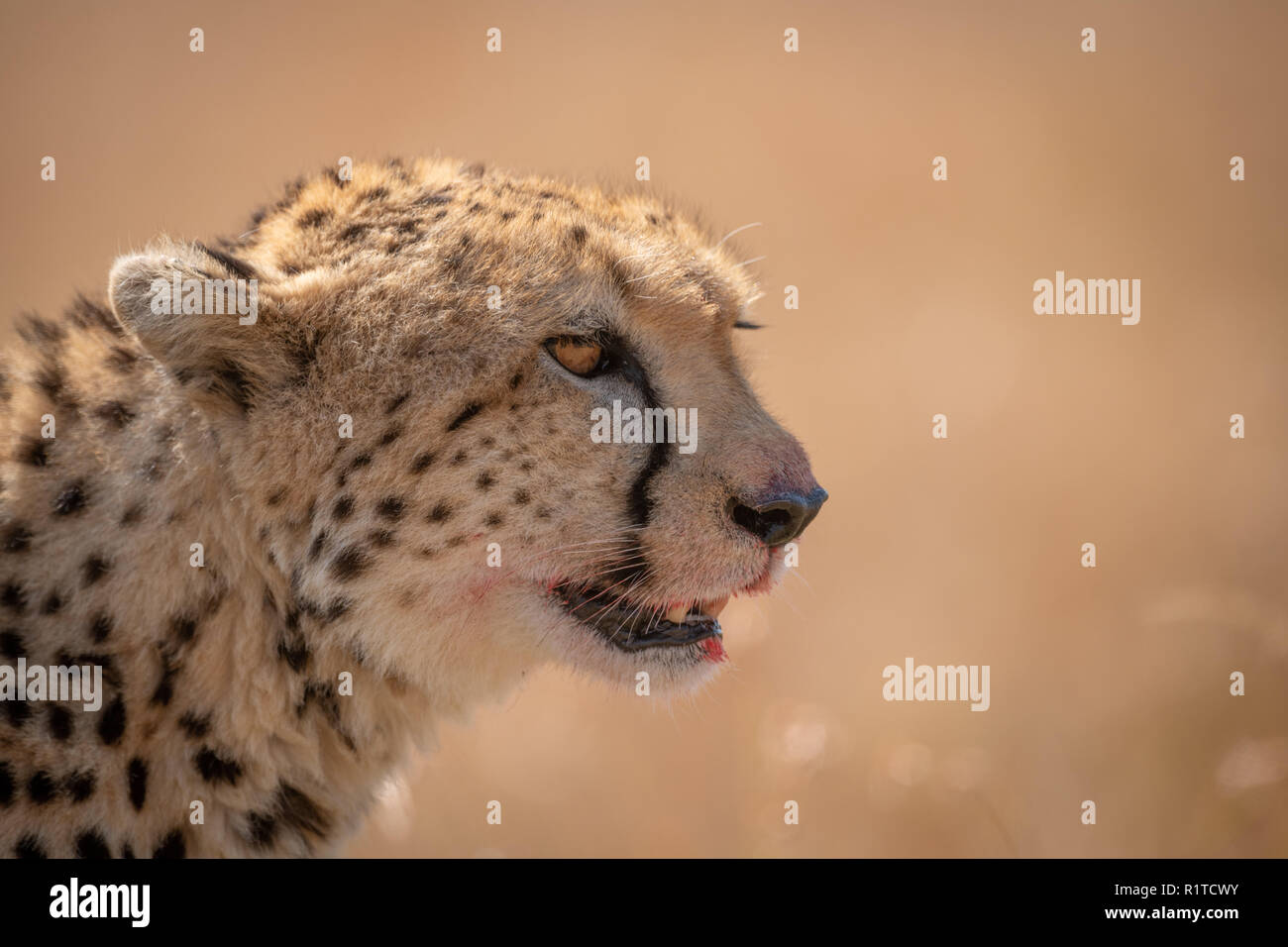 Close-up of cheetah head showing bloody mouth Stock Photo - Alamy