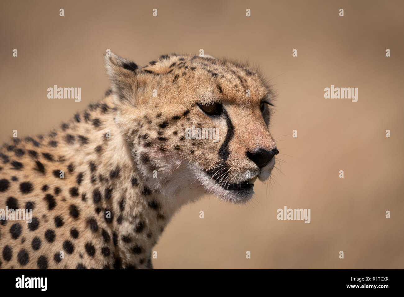 Close-up of cheetah head with bloody face Stock Photo - Alamy