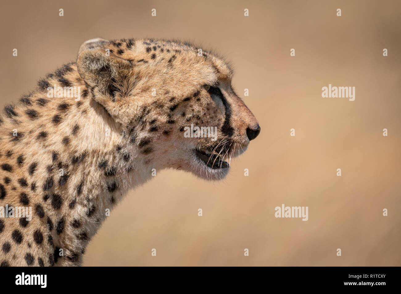 Close-up of cheetah head with open mouth Stock Photo - Alamy
