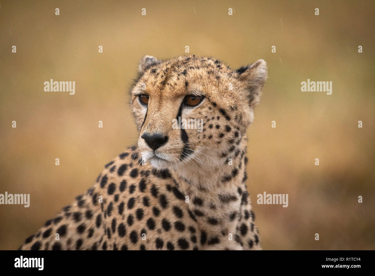 Cheetah in rain hi-res stock photography and images - Alamy