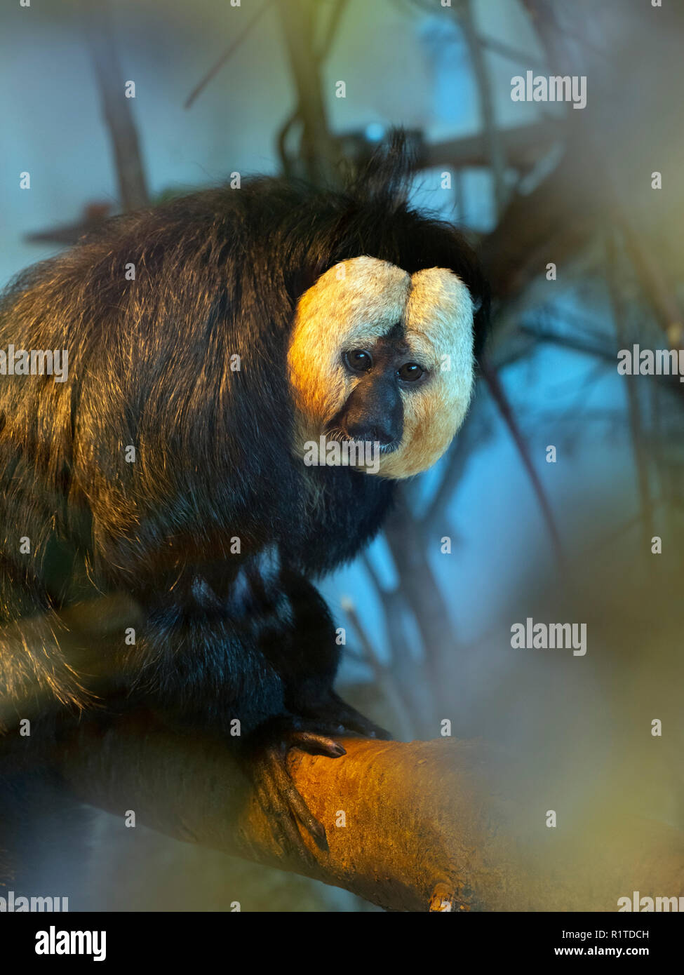 White-faced saki Pithecia pithecia Captive portrait Stock Photo - Alamy