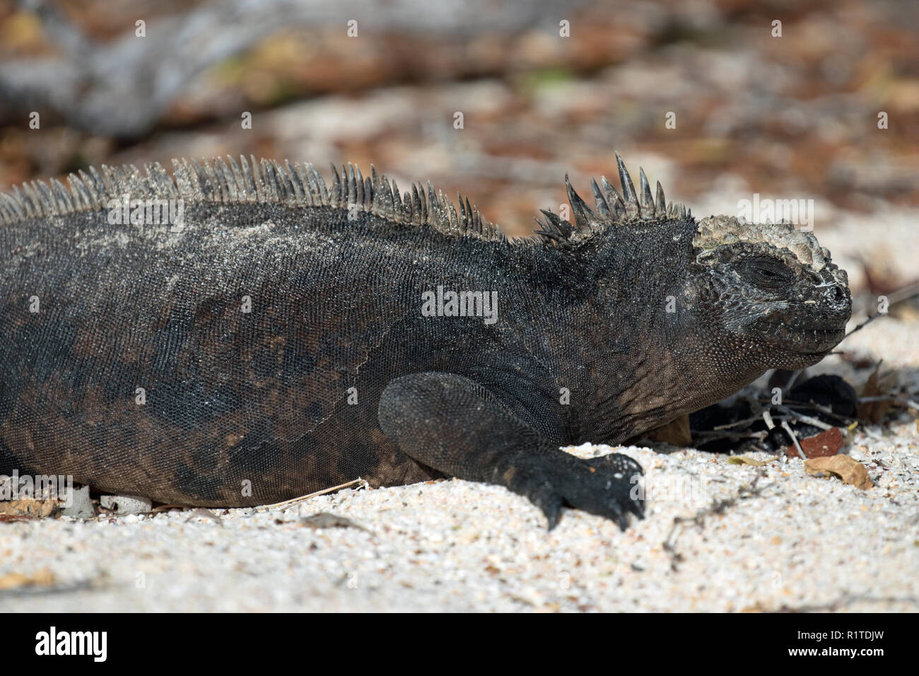 Galapagos Island Wildlife Stock Photo - Alamy