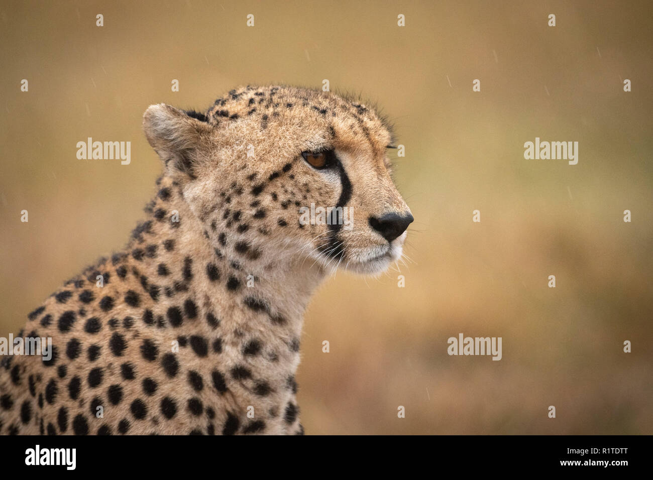 Cheetah in rain hi-res stock photography and images - Alamy