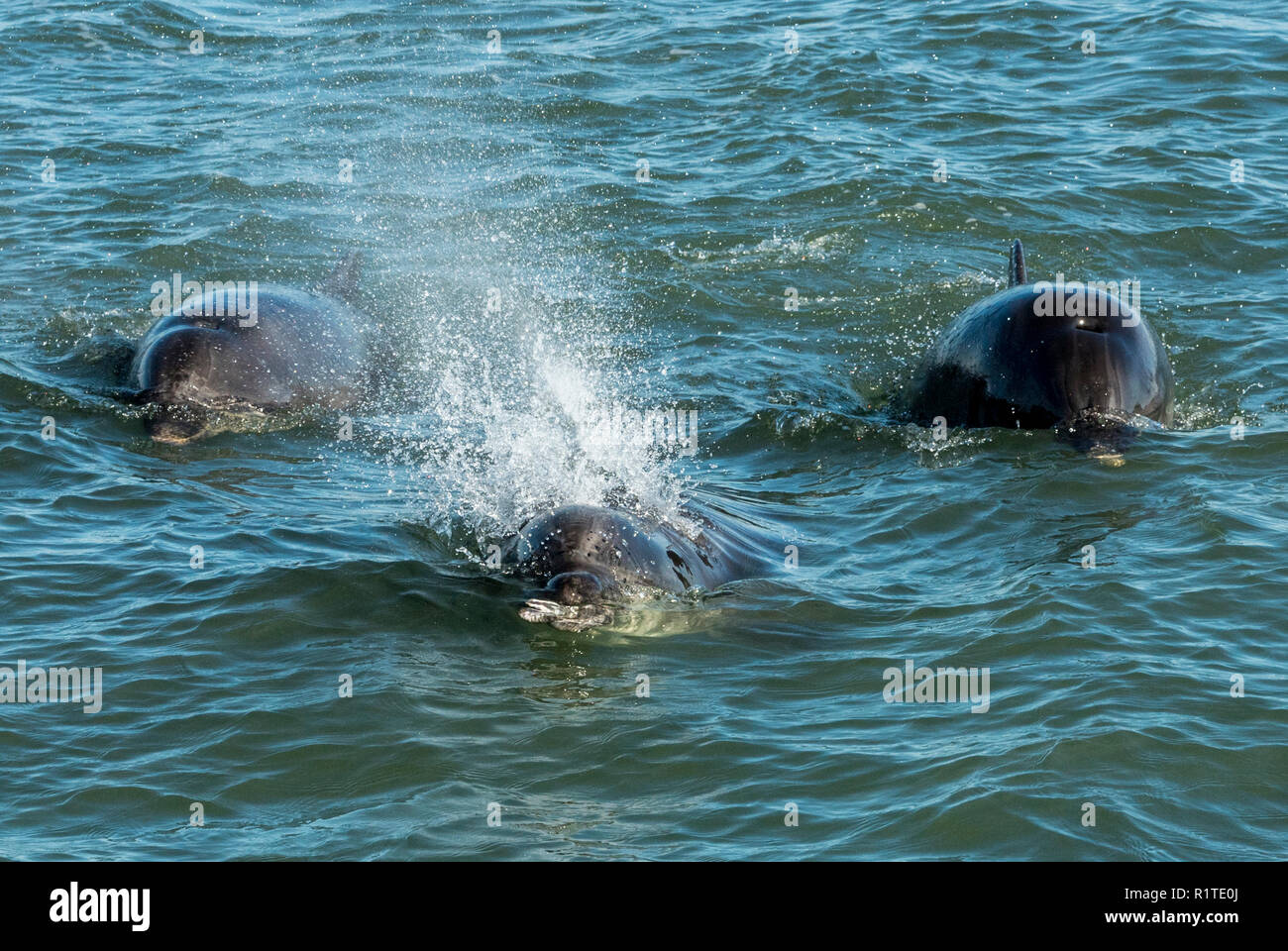 Aberdeen Bay Bottlenose Dolphins Stock Photo - Alamy