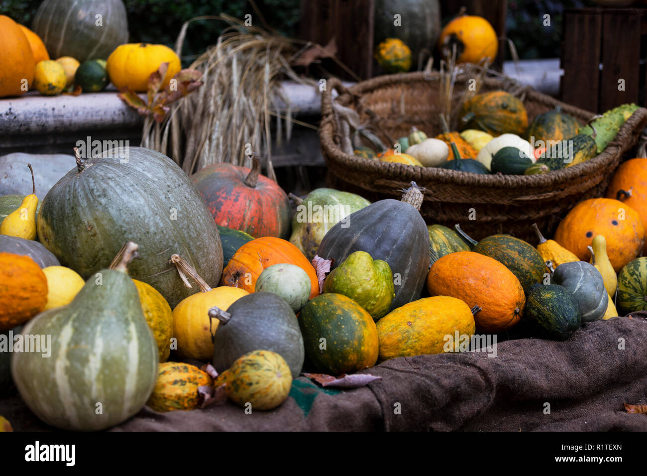 Fall harvest background with different pumpkins sizes and colors Stock ...