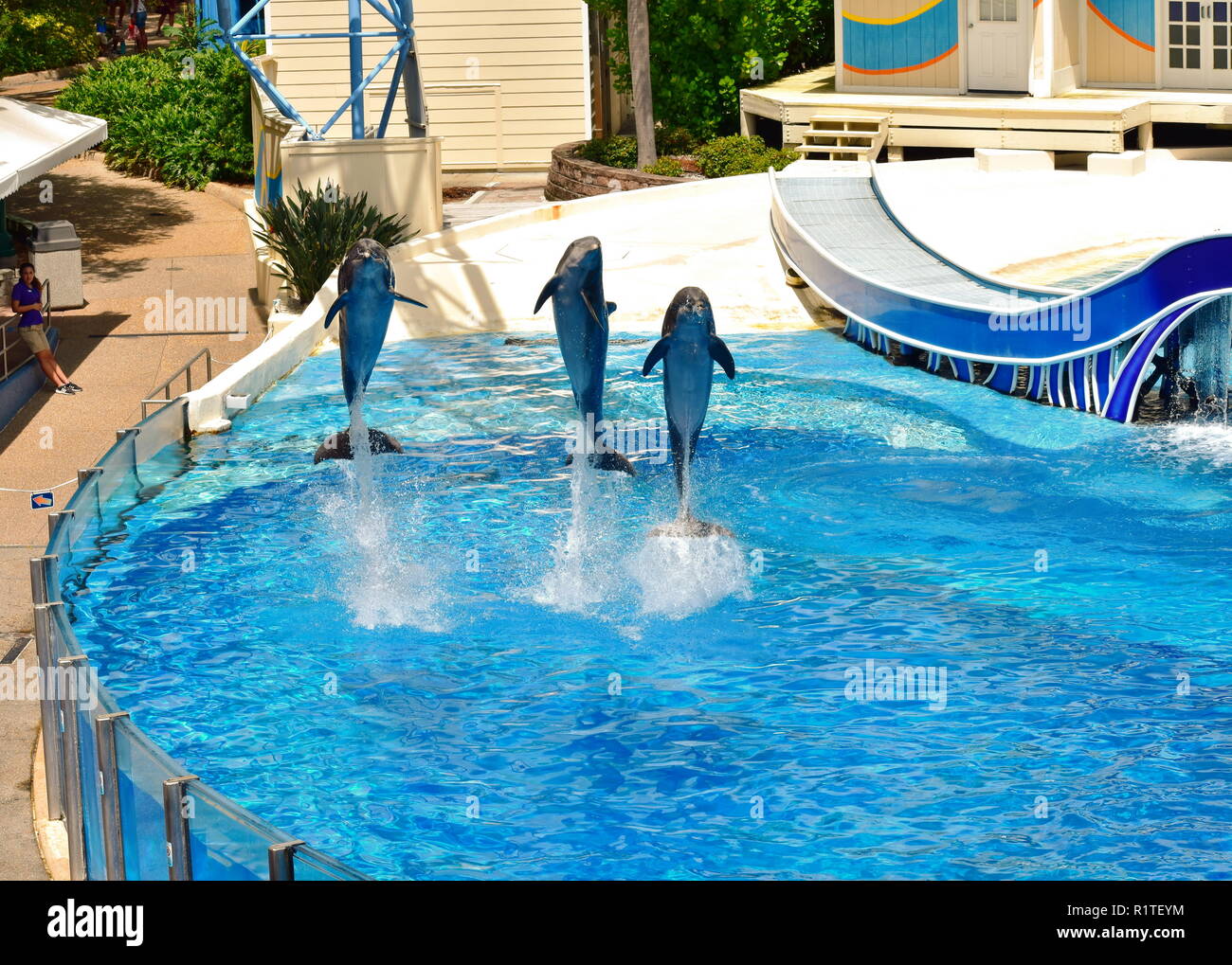 Orlando, Florida; September 09 , 2018 Group of dolphins jumping ...
