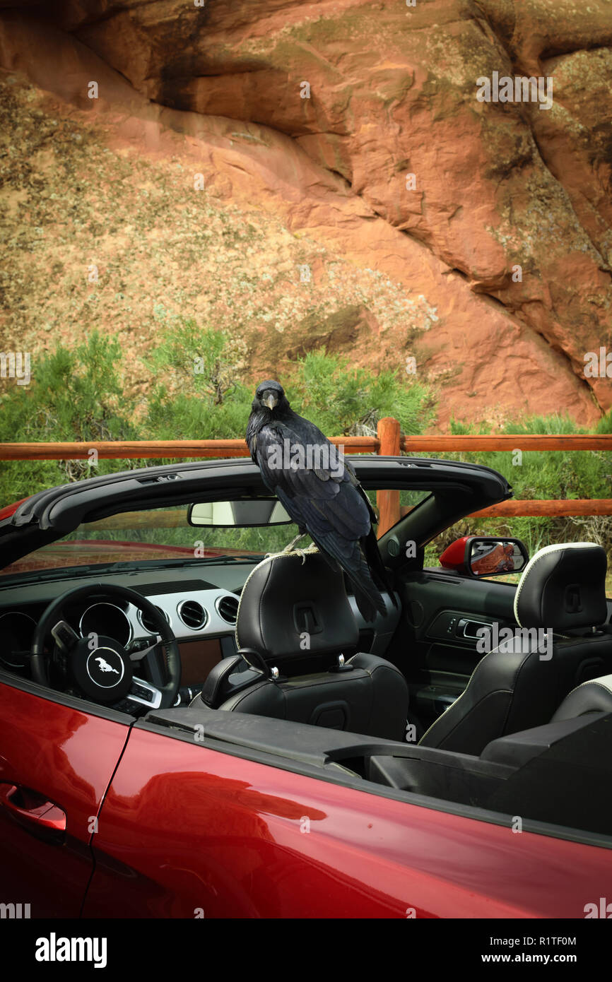 Animalspirit hi-res stock photography and images - Alamy