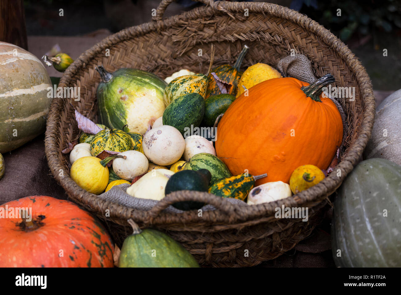 Fall harvest background with different pumpkins sizes and colors Stock ...