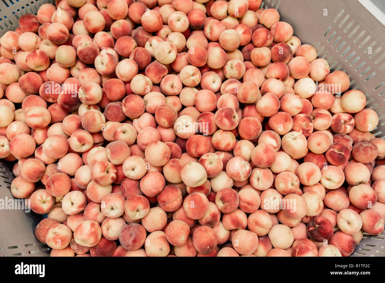 peaches in process of selection of the fruit Stock Photo - Alamy
