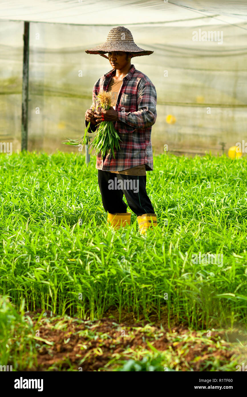 Harvesting harvest farmer farming hi-res stock photography and images ...