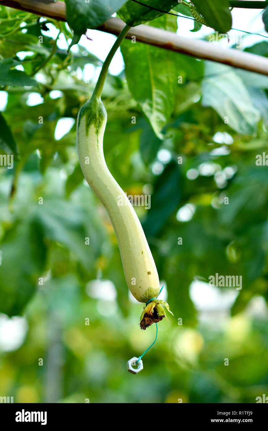 Organic cucumber gourd on trellises Stock Photo - Alamy