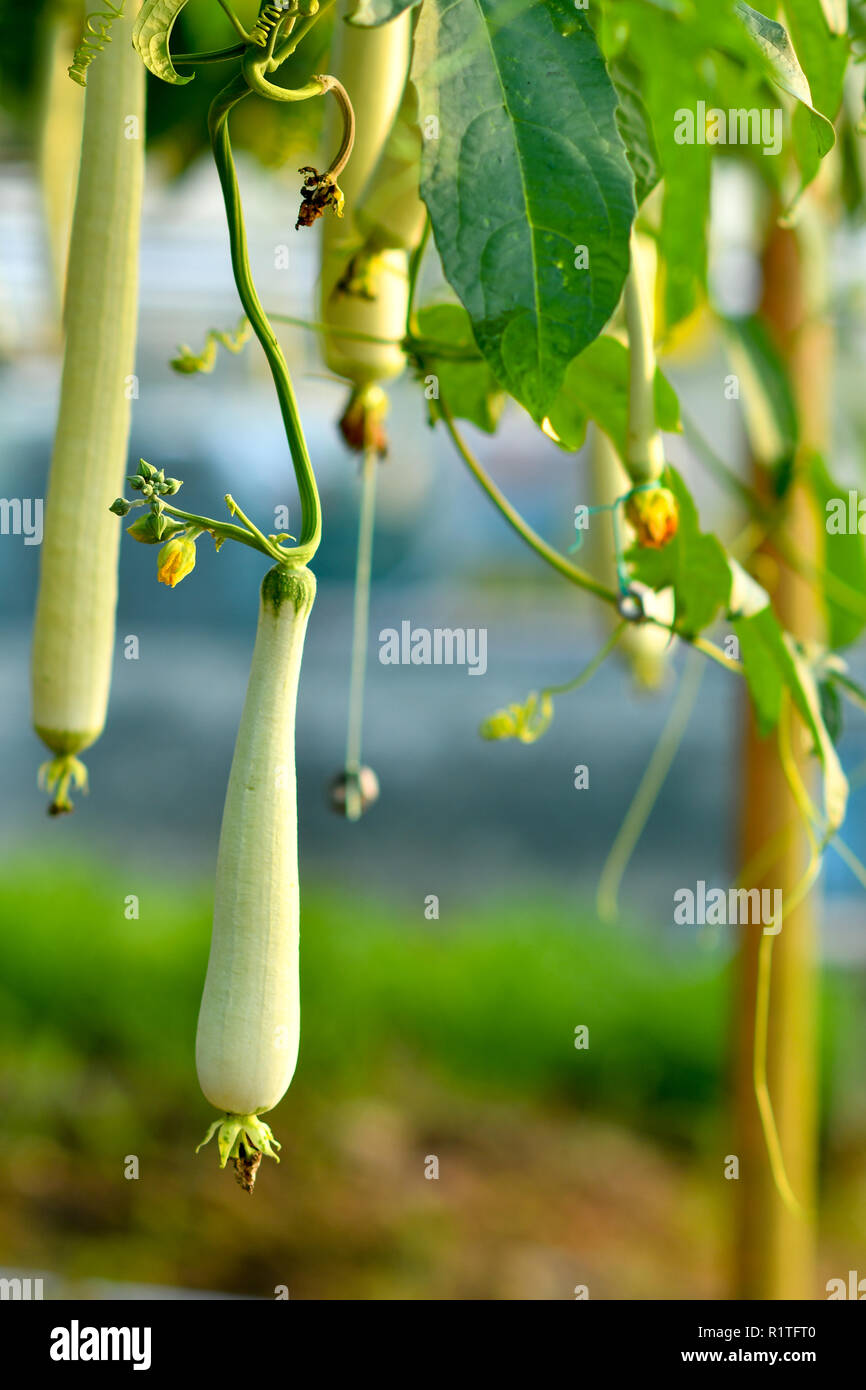 Organic cucumber gourd on trellises Stock Photo - Alamy