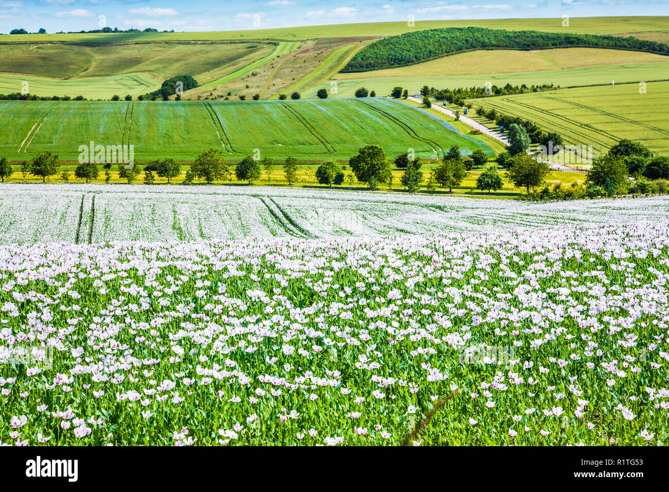 Poppies growing in commercial poppy hi-res stock photography and images ...