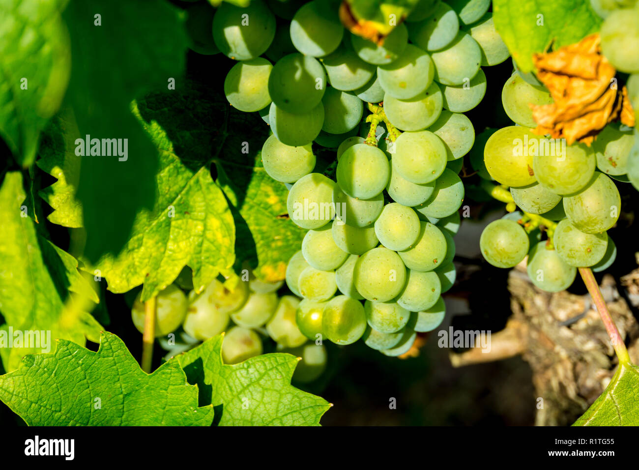 Grapes farming sun hi-res stock photography and images - Alamy