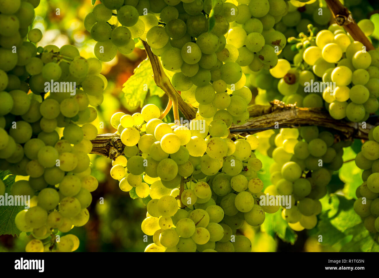 Dainty vine hi-res stock photography and images - Alamy