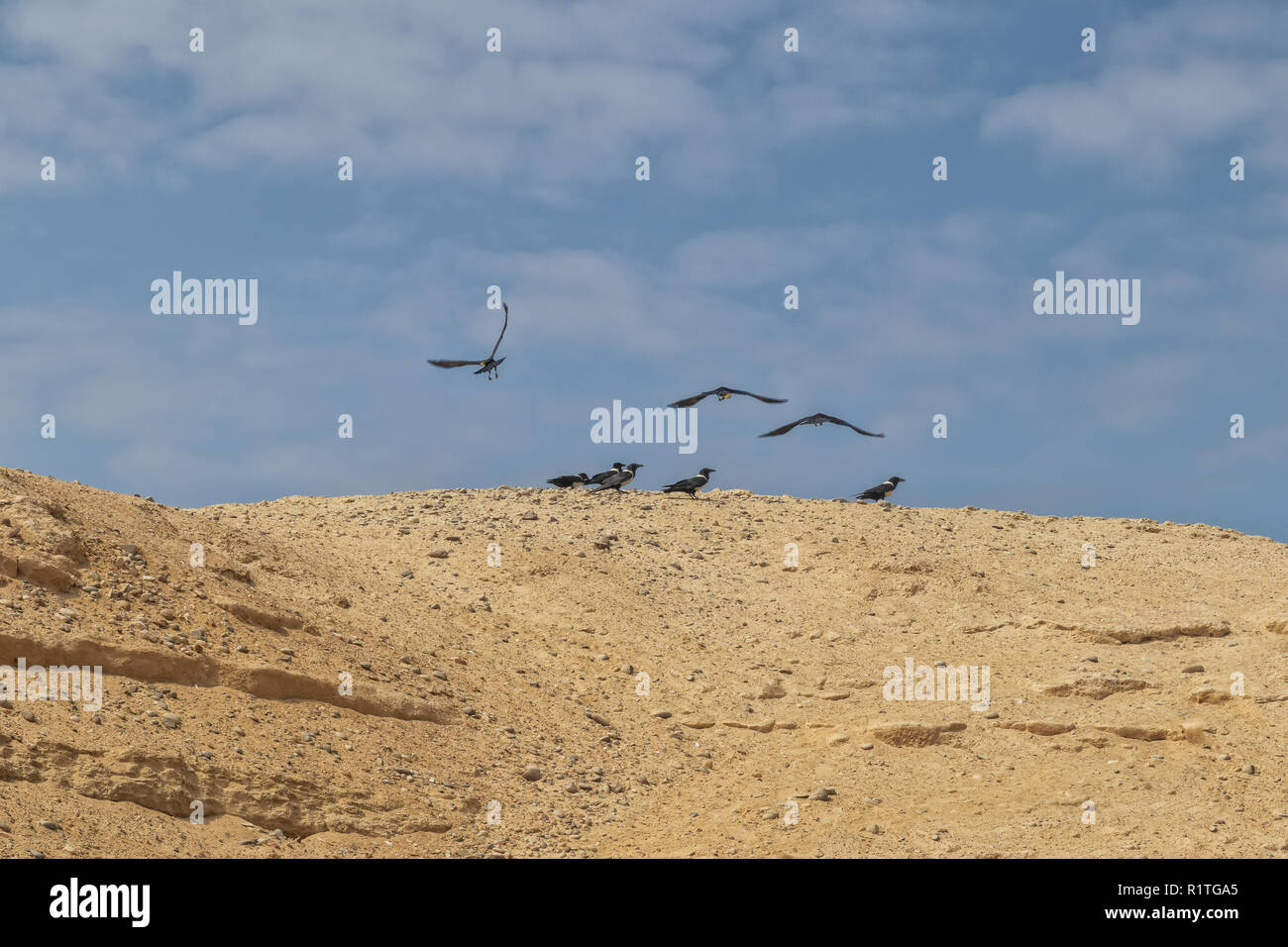 Group of birds known by ravens in the Namibe Desert. Angola. Africa ...