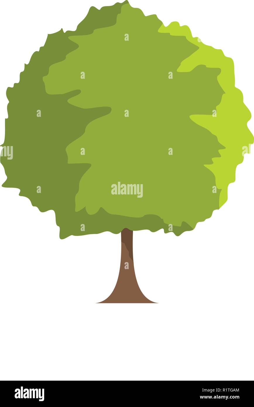Beech tree icon. Flat illustration of beech tree vector icon isolated ...