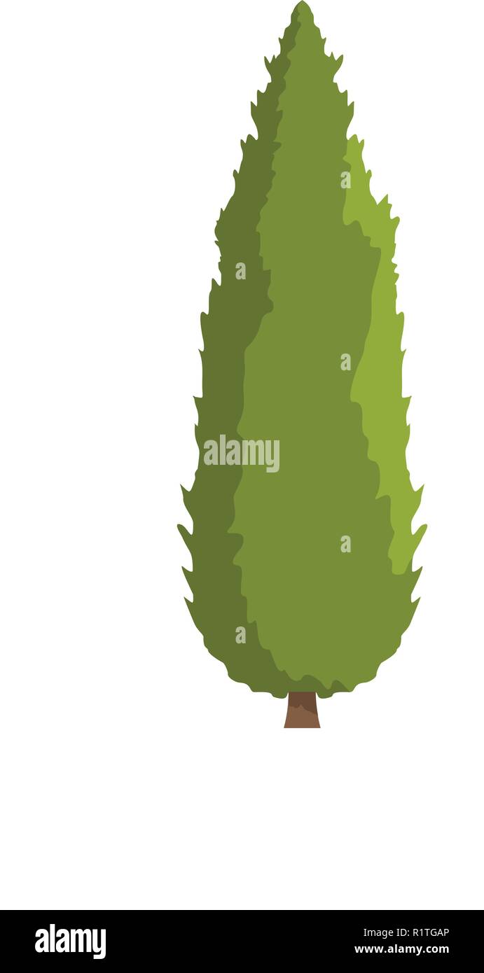 Cypress tree icon. Flat illustration of cypress tree vector icon ...