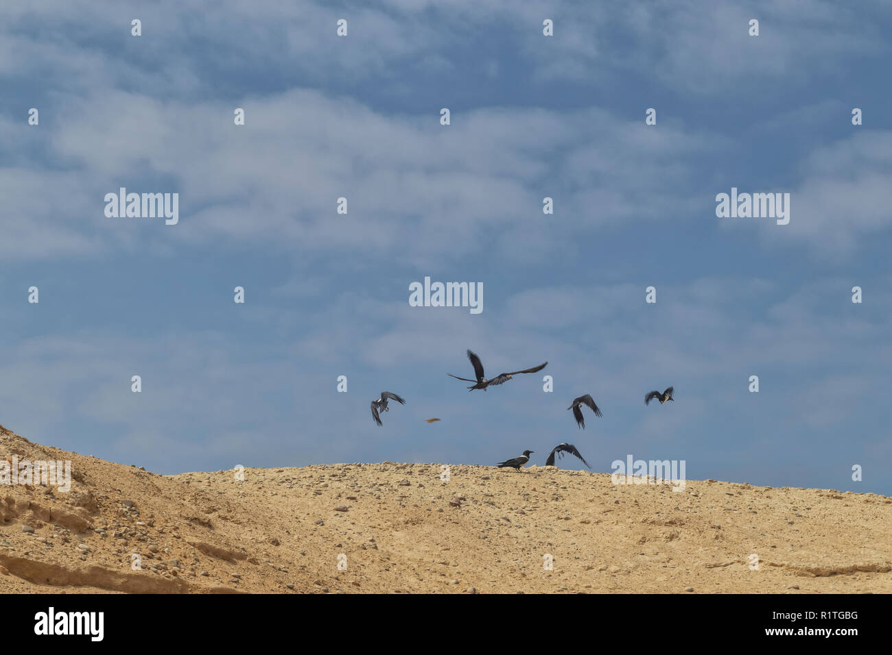 Group of birds known by ravens in the Namibe Desert. Angola. Africa ...